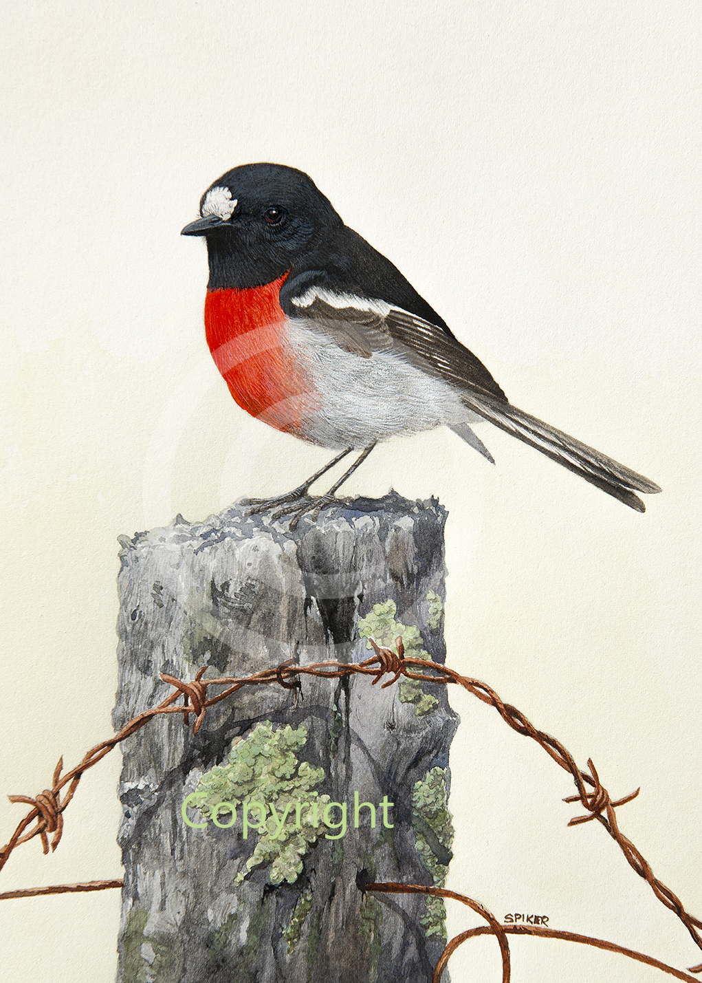 scarlet-robin-on-the-post-web – Chris Spiker Fine Art