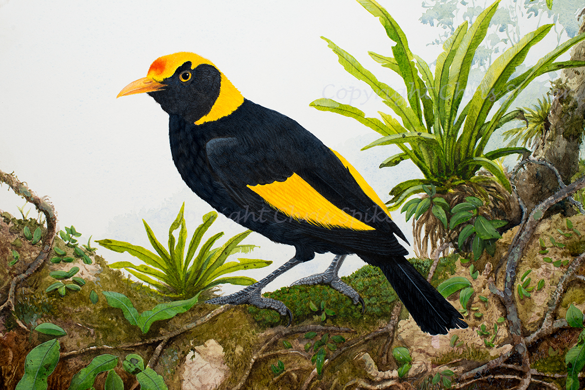 Regent Bowerbirds Watercolour MR (12) – Chris Spiker Fine Art