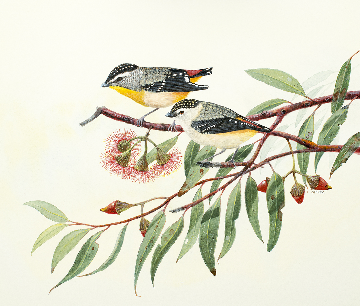 Spotted Pardalotes on a Lindsay Gum feature – Chris Spiker Fine Art