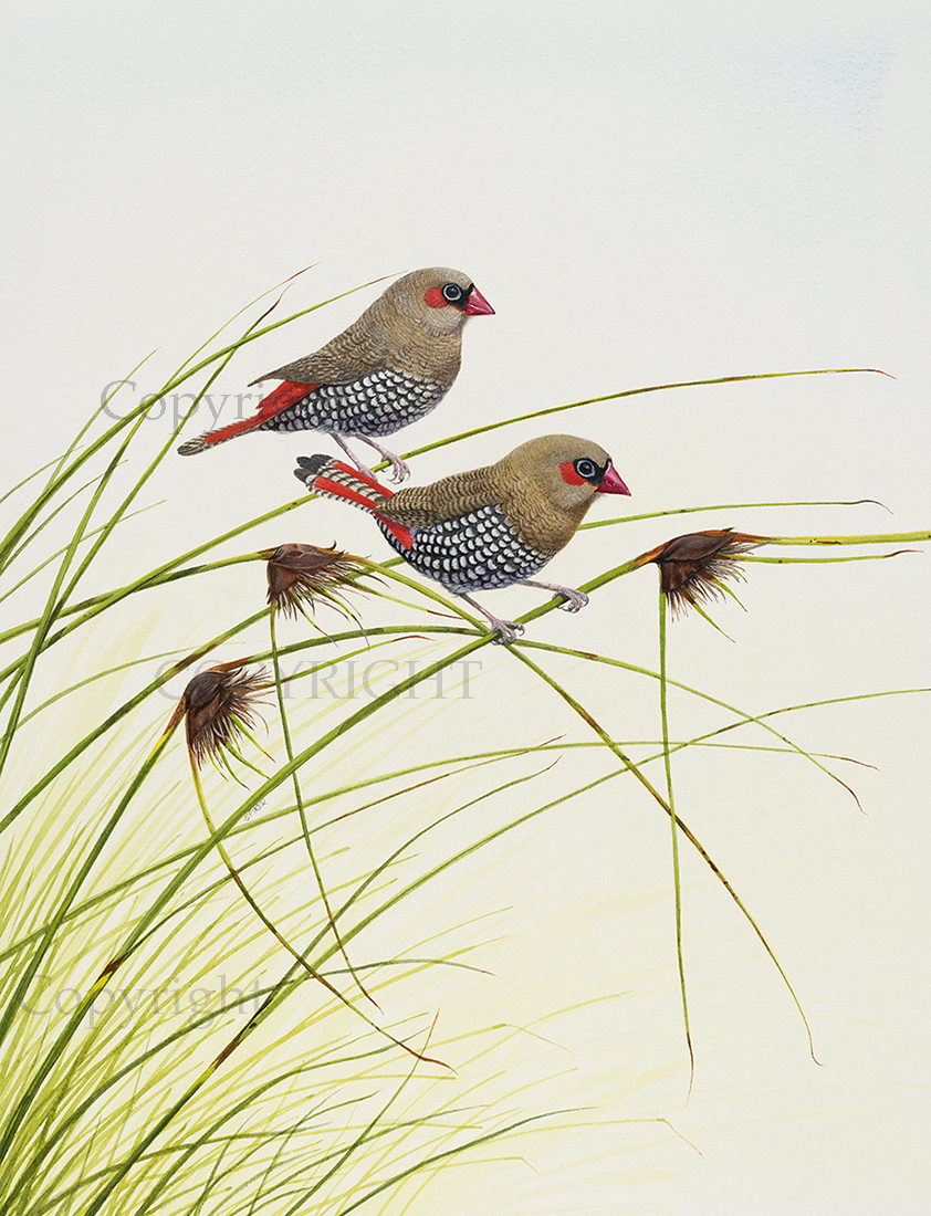 Red eared Firetail watercolour SMALL _D8H6014 – Chris Spiker Fine Art