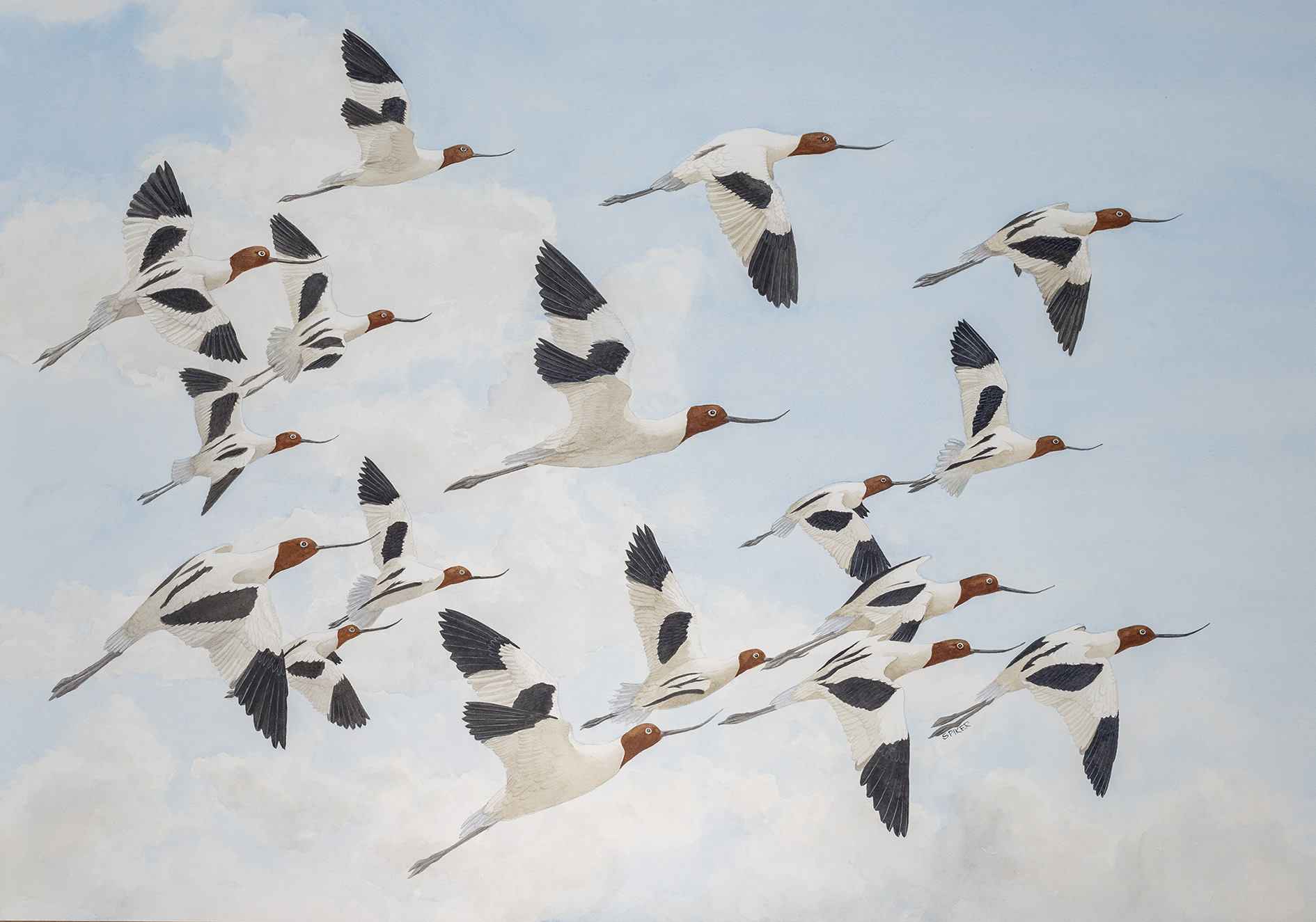 FLOCK OF RED-NECKED AVOCETS IN FLIGHT – Chris Spiker Fine Art